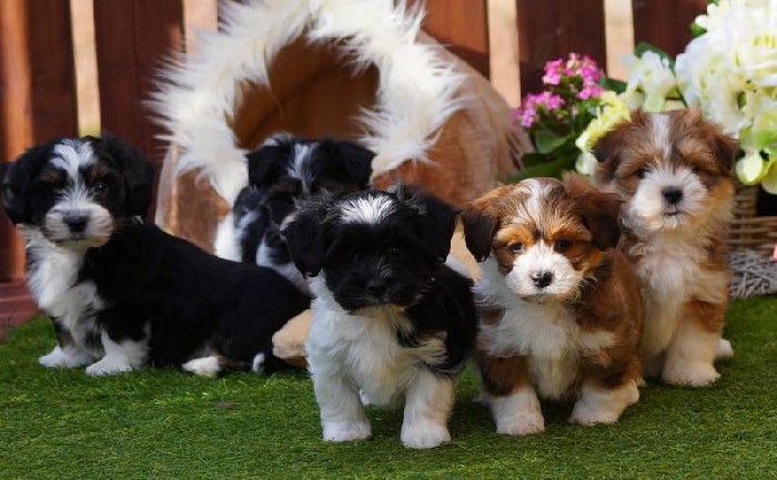 Havapoo och Bichon Havanais uppfödare