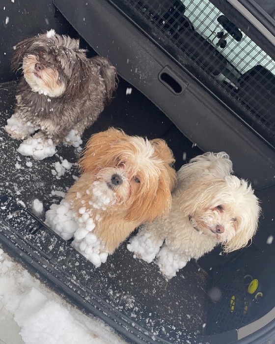 Referens bilder :: Havapoo och Bichon Havanais uppfödare