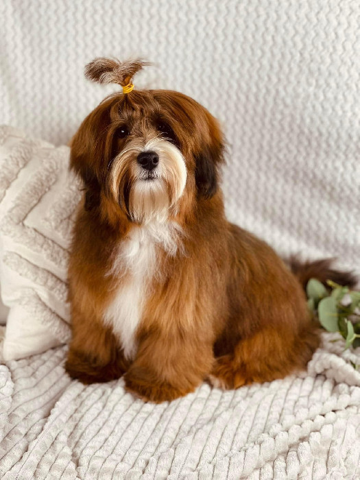 Mina hanar :: Havapoo och Bichon Havanais uppfödare