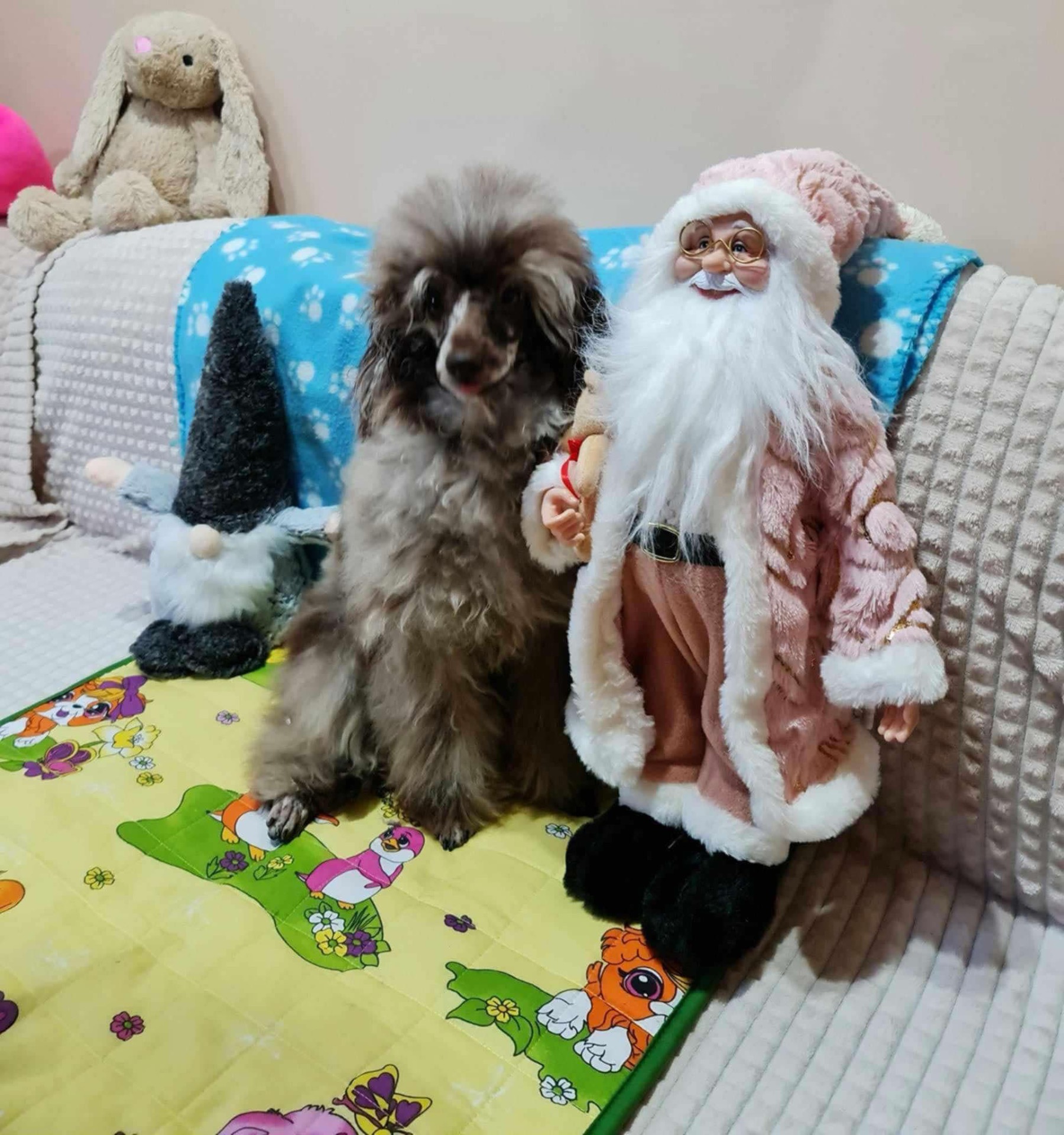 Valp planer :: Havapoo och Bichon Havanais uppfödare